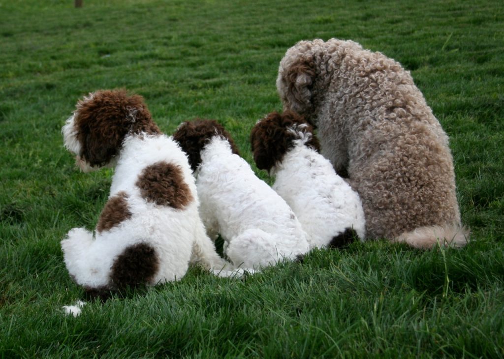 HOME - Perfetto Lagotto